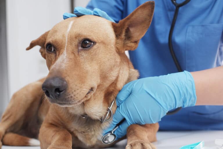OTITIS EN PERROS
